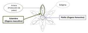 El tipo de flor en el cultivo del aguacate - Viveros Brokaw